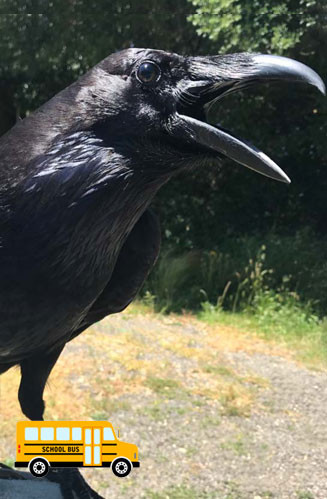 Poe (Common Raven) | Bird Rescue Center