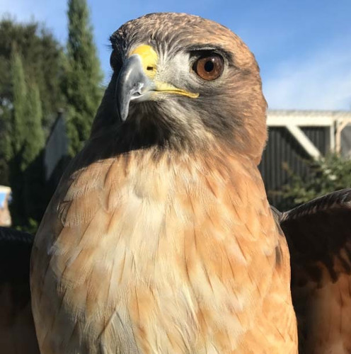 Star | Bird Rescue Center