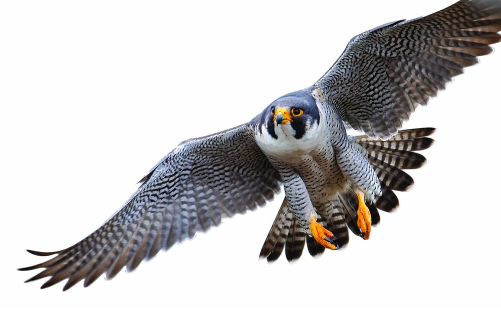 Invest in the Skies: BRC's Relocation Update