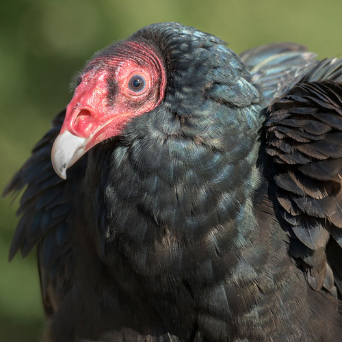 Prince Elio | Bird Rescue Center