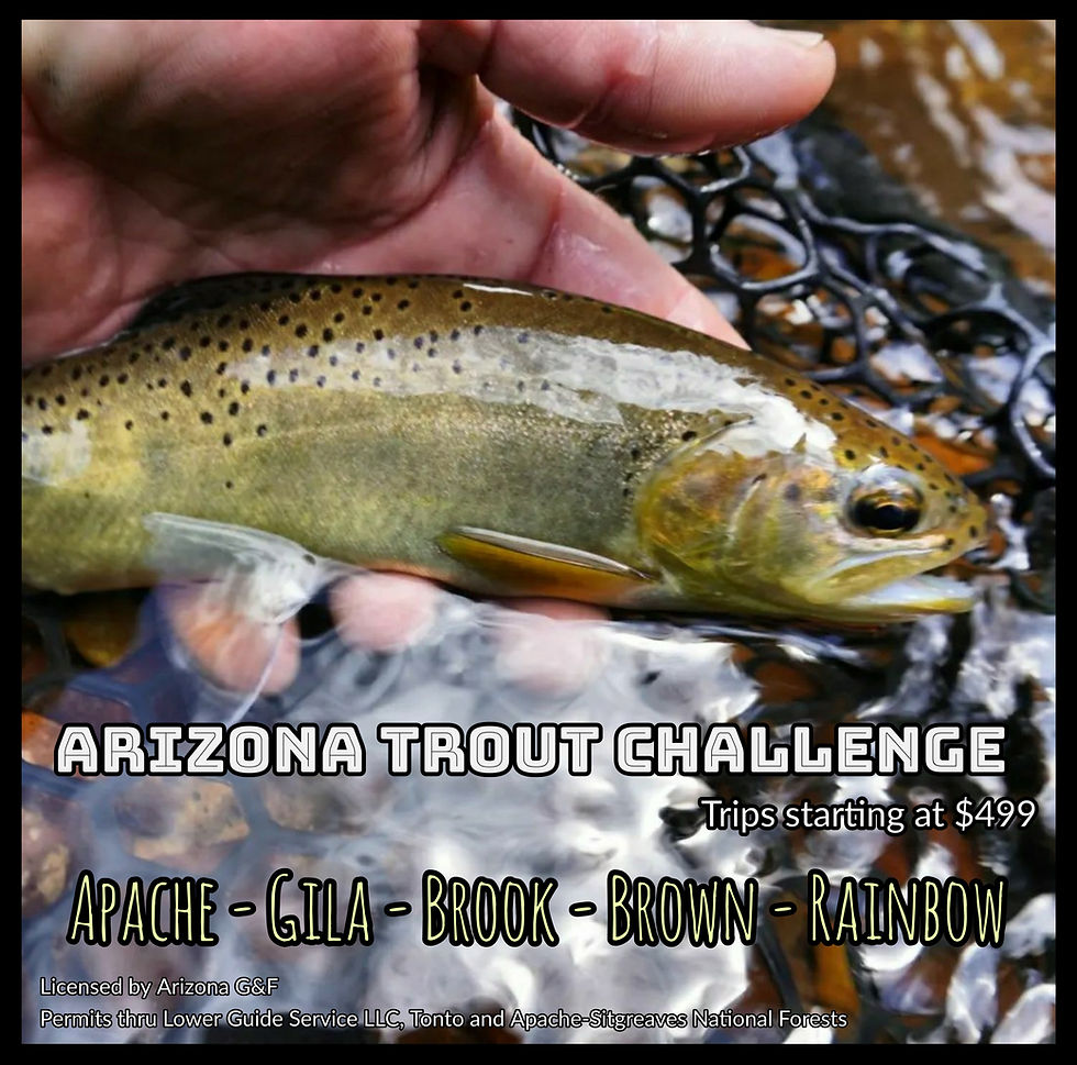 Fly Fishing Arizona | Phoenix | Arizona Fly Fishing Adventures