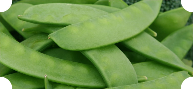 Home | Phyma Fresh Produce Limited