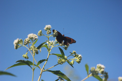 Mariposera (Austroeupatorium inulifolium) | Germinando Nativas