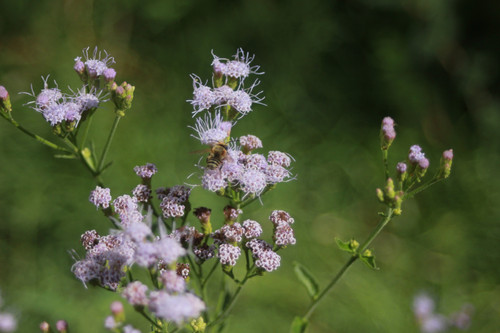 Mariposera morada (Chromolaena ivifolia) | Germinando Nativas
