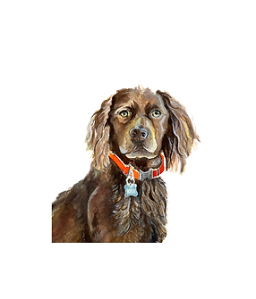 Home | Amy DeVane Art