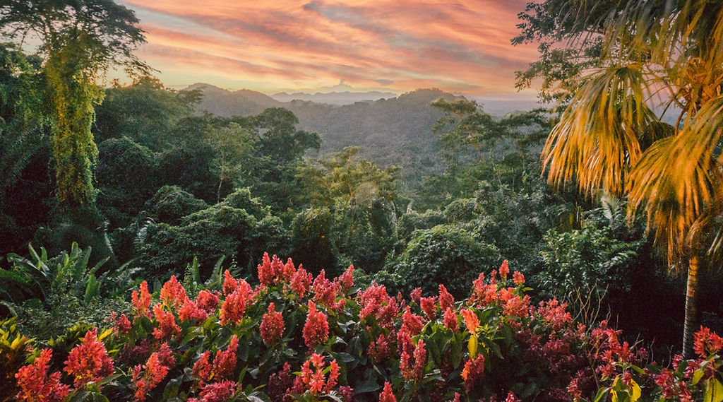 Guided Belize Nature Tours | Copal Tree Lodge