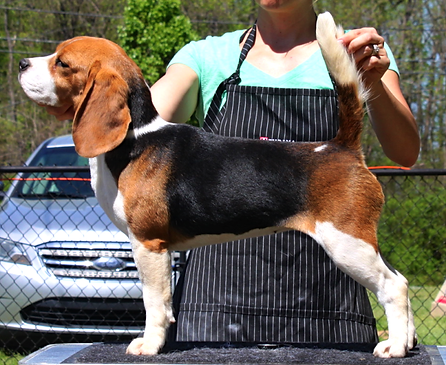 Adult Beagles | bauerbeagles