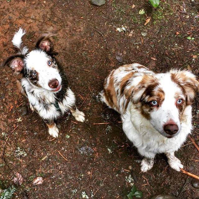 Impulse Control Training For Dogs l Dog Behaviourist Online