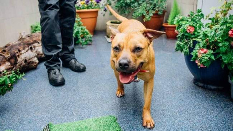 Get help for an anxious or nervous dog uk | Dog Behaviourist Online