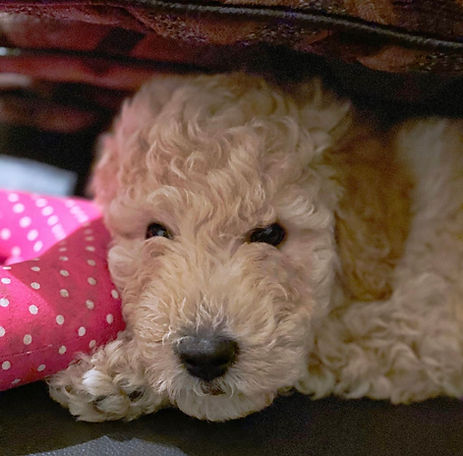 Goldendoodle Puppies | Cottage Lake Doodles | Delray Beach
