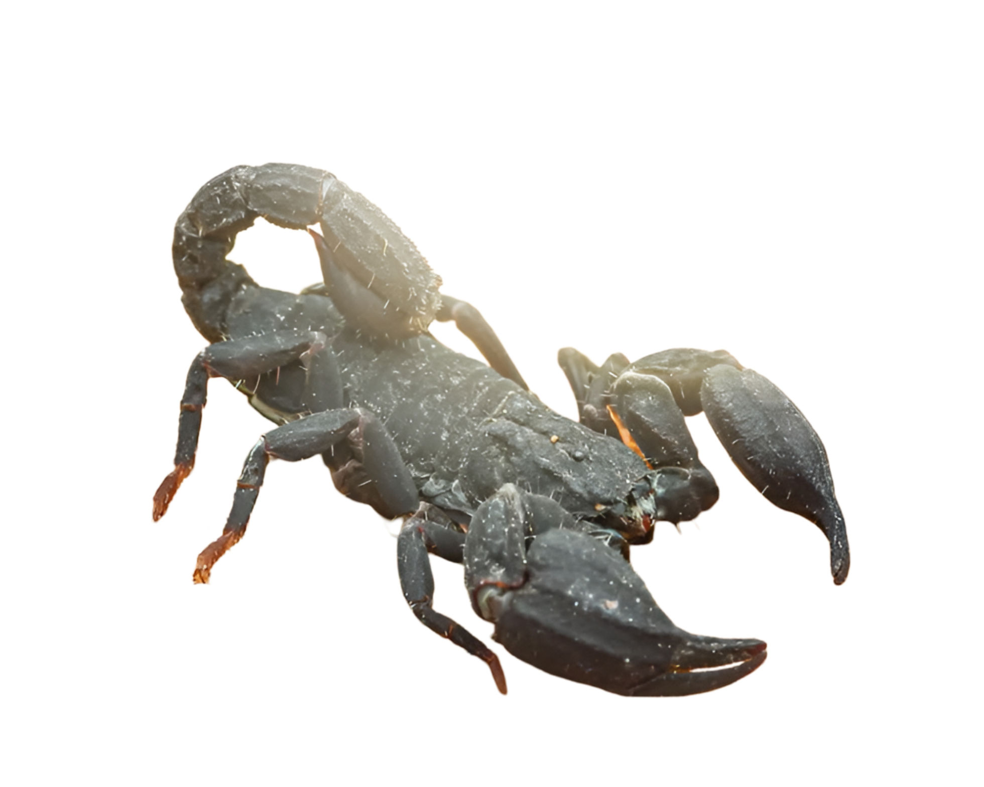 chaerilus variegatus