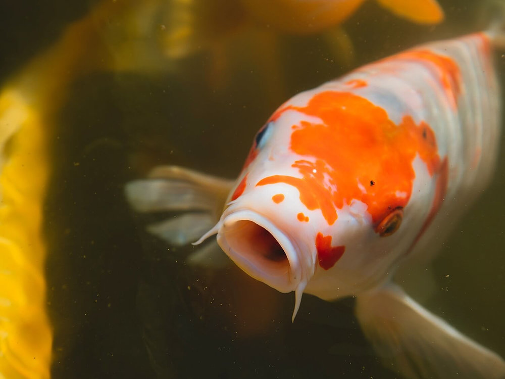 A Guide to Feeding Koi Fish in India