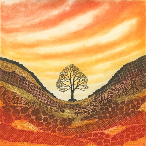 Sunset Sycamore Gap etching mounted | Rebecca Vincent