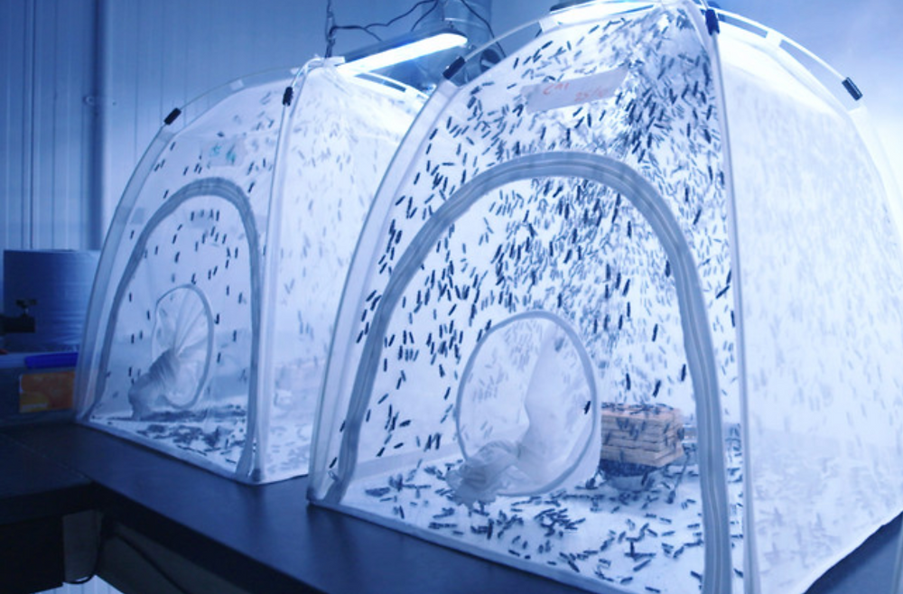 Breeding millions of insects in the heart of london. WEF.