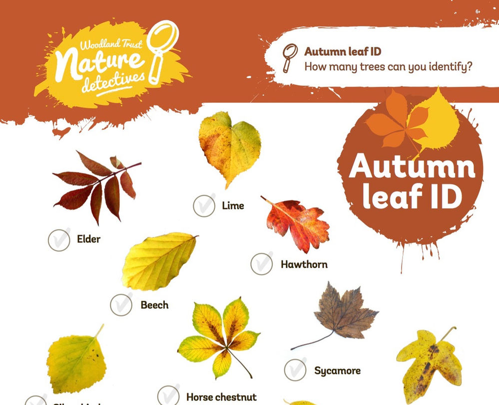 Autumn leaf identification poster - Woodland Trust - Nature Detectives
