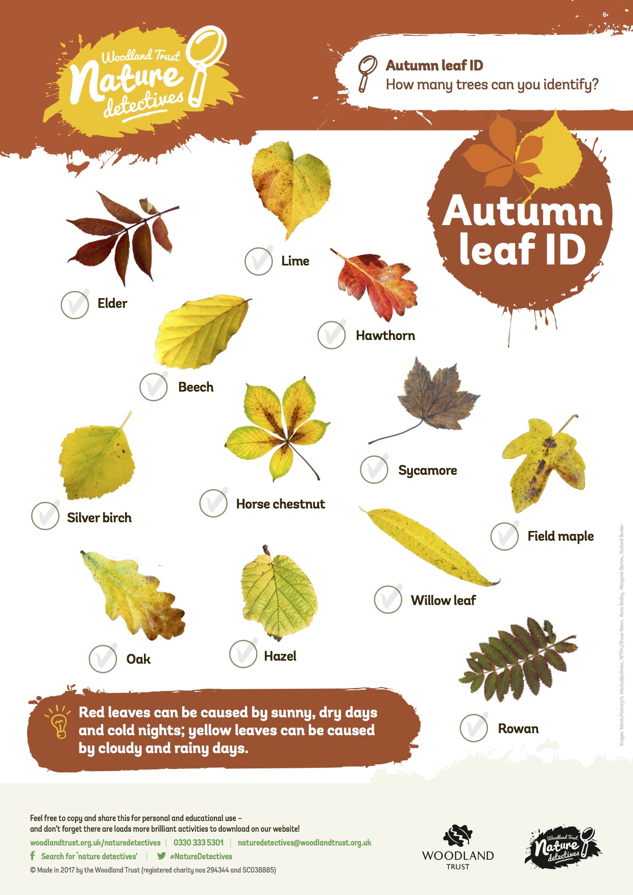 Autumn leaf identification poster - Woodland Trust - Nature Detectives