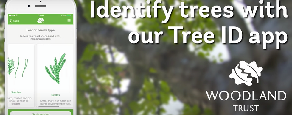 Tree Identification App - The Woodland Trust