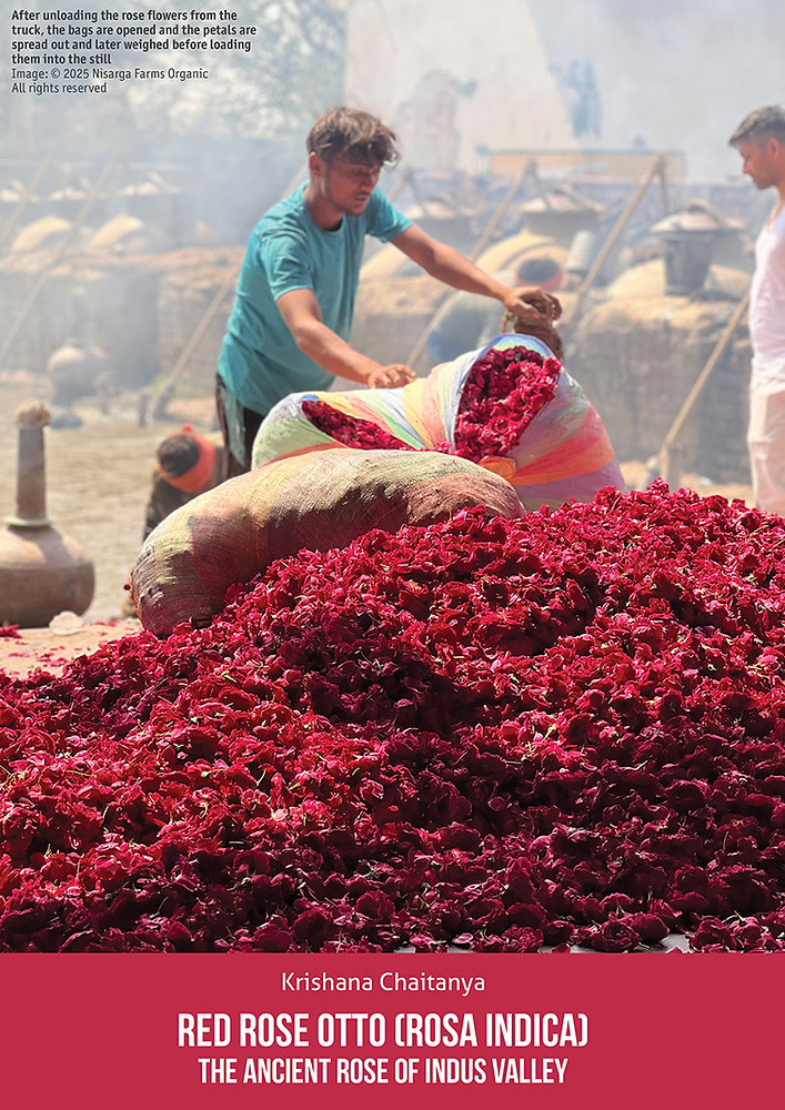 Red Rose Otto (Rosa Indica): The Ancient Rose of Indus Valley By ...