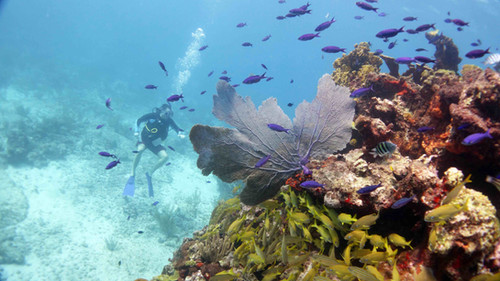 4 Tank Shallow Dives Pack - Pocna Dive Center | Taste of Isla