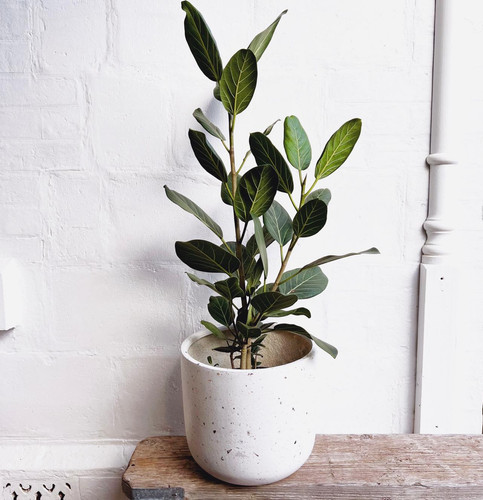 Pot + Plant Combo | POTTED THOUGHTS