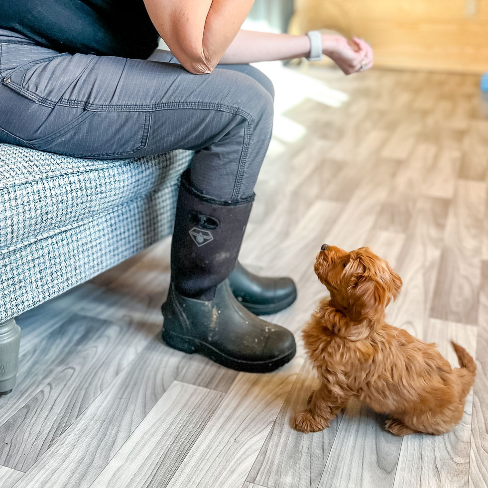 TRAINED PUPPIES | Doodlebug Farms