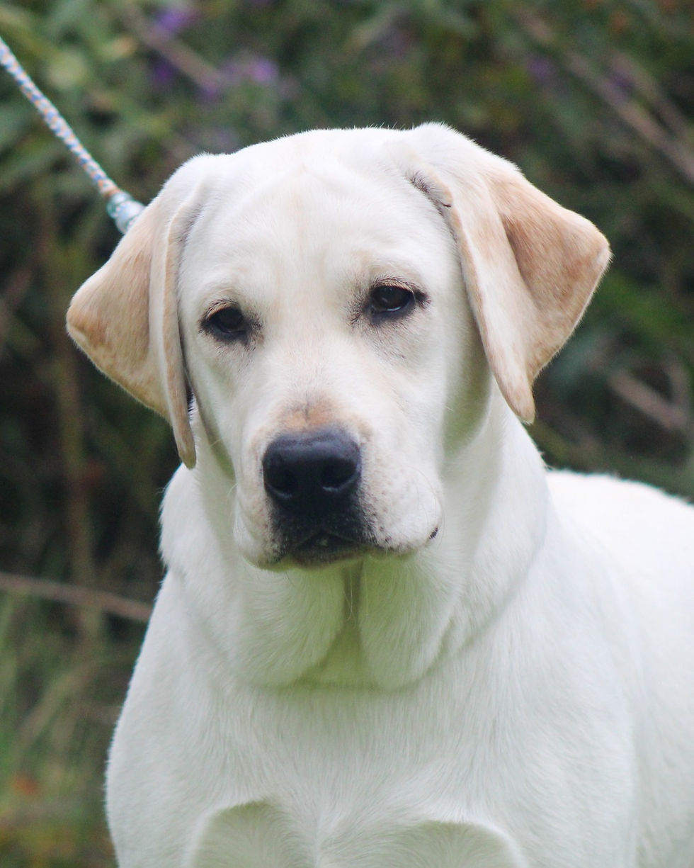 RISING STARS | Rockycreeklabradors