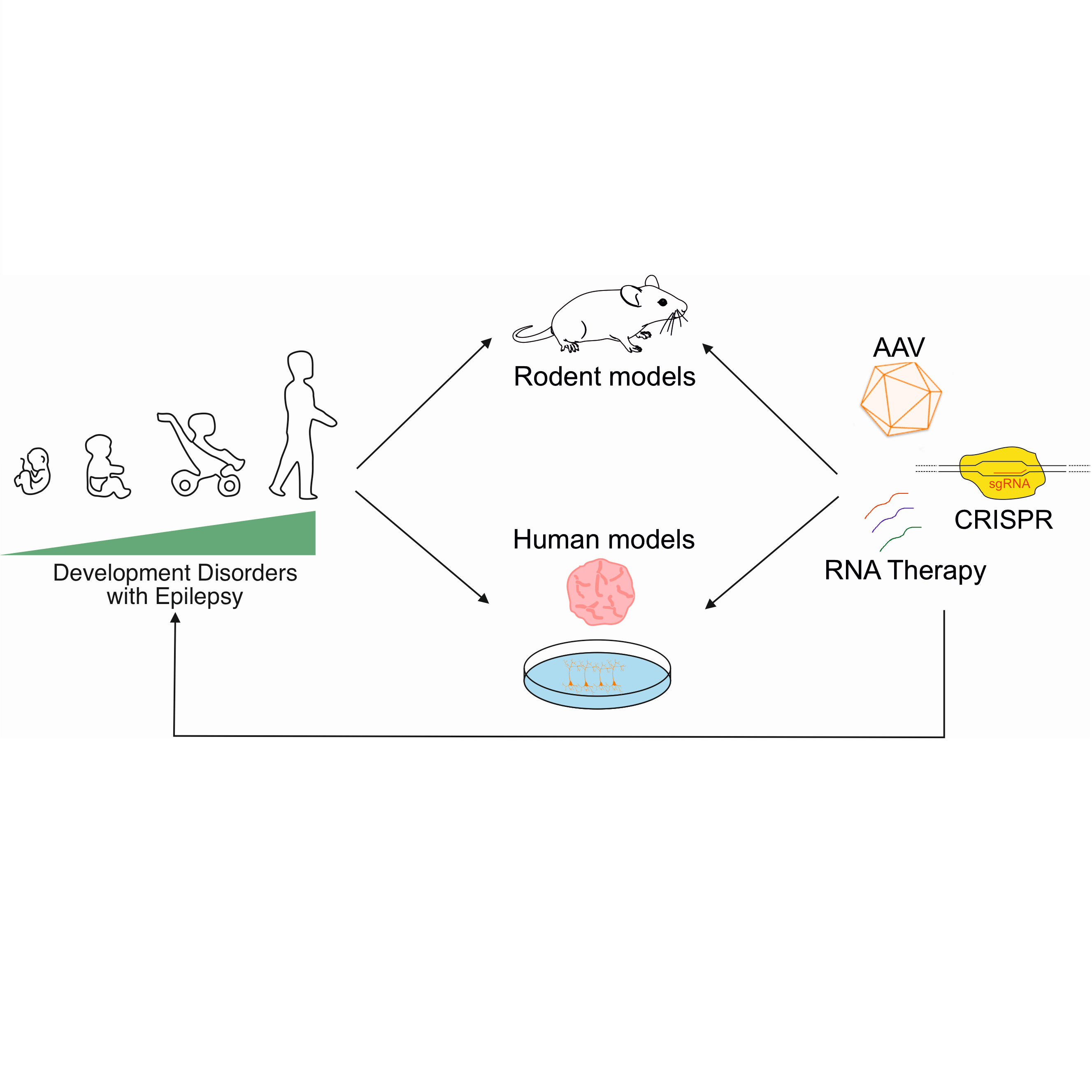 NEURODEVELOPMENTAL DISEASE