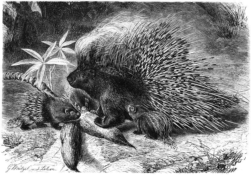 The Discovery of Porcupine Quills for Indigenous Therapeutic Healthcare
