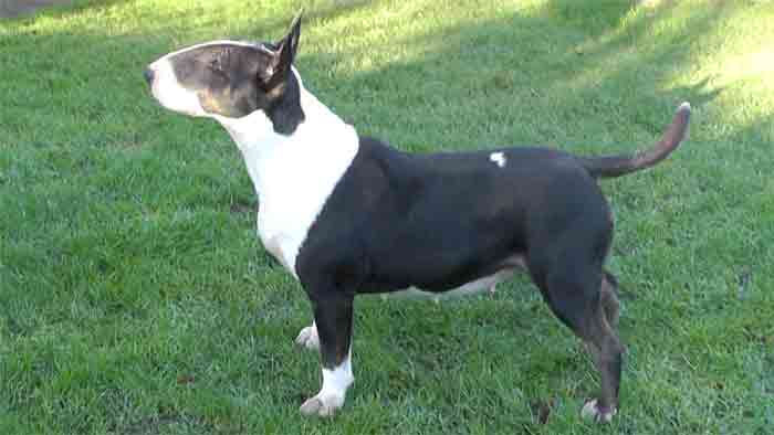 Dog Breed Video: Bull terrier