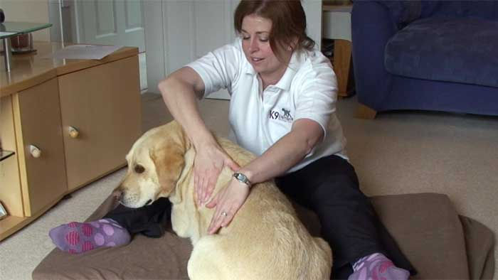 Canine massage - a treatment session