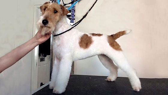 fox terrier wire