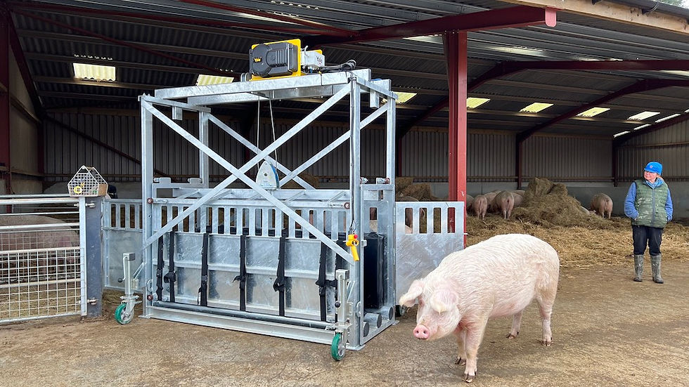 Pigs really can fly: Design company wins award after pig lift invention