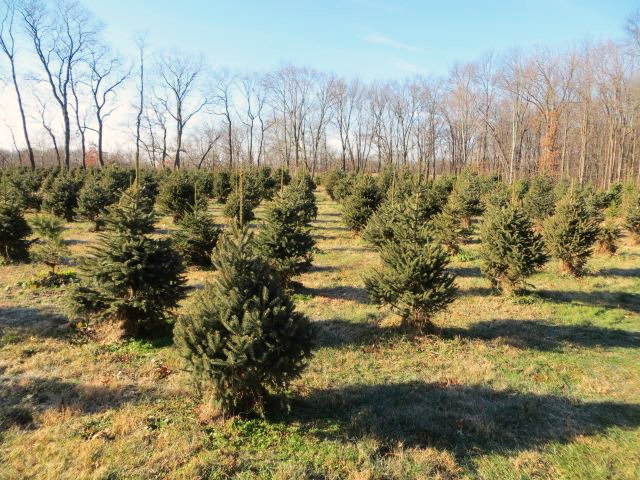 PHOTOS | treefarm