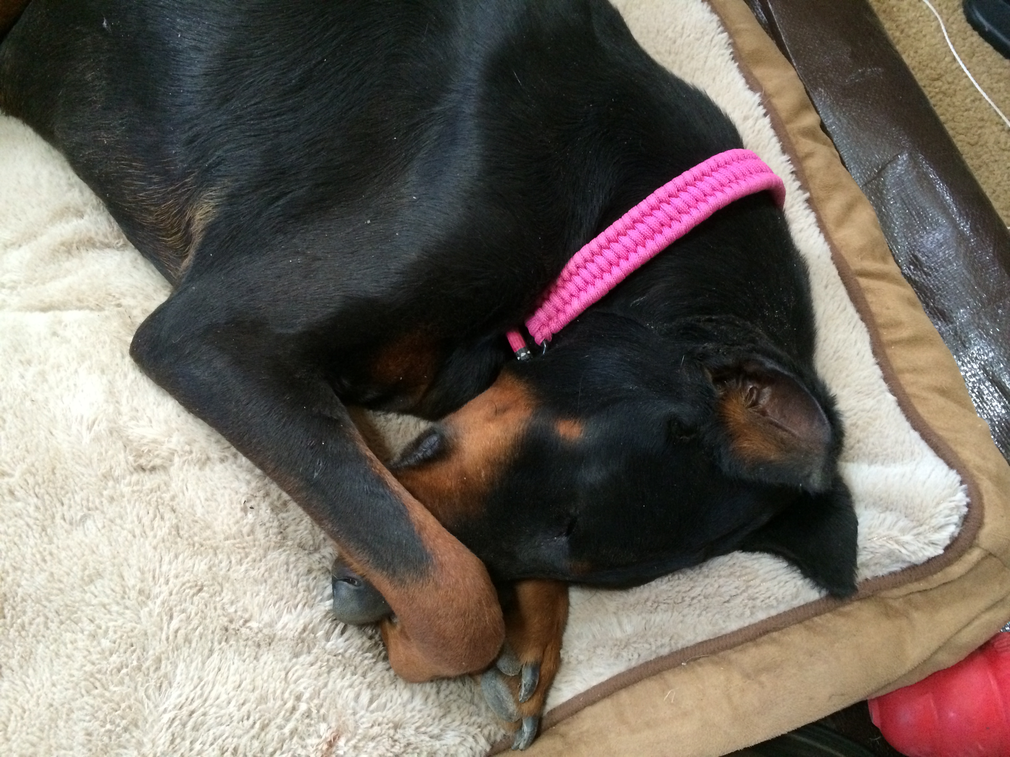 ABOUT DOBERMANS | savingdobermankind