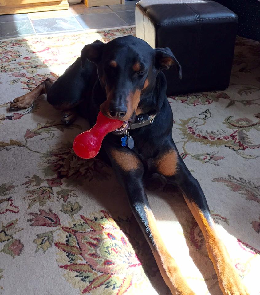 ABOUT DOBERMANS | savingdobermankind