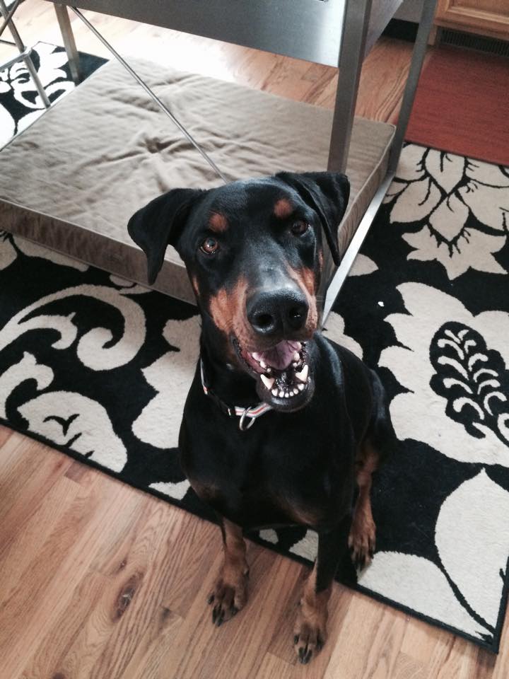 ABOUT DOBERMANS | savingdobermankind