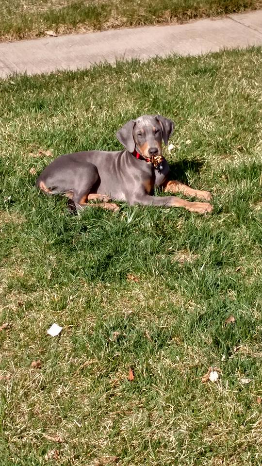 ABOUT DOBERMANS | savingdobermankind