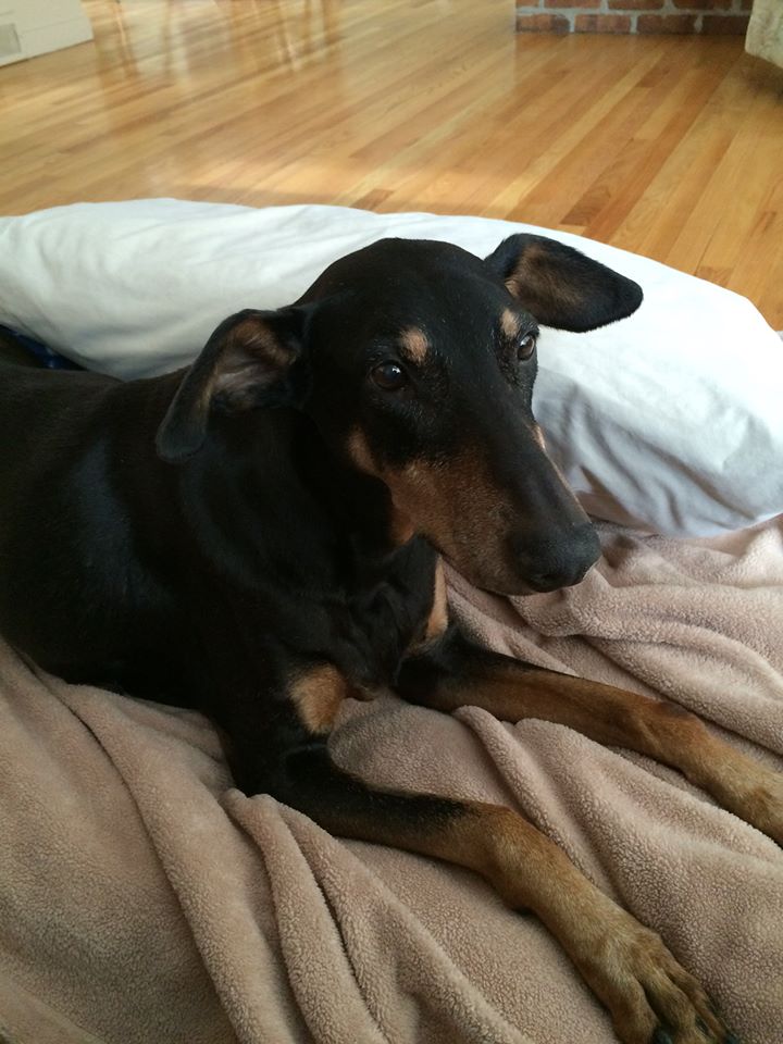 ABOUT DOBERMANS | savingdobermankind