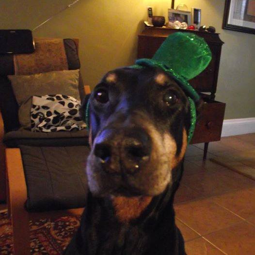 ABOUT DOBERMANS | savingdobermankind