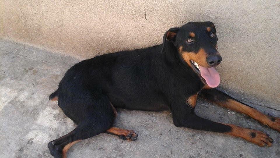 ABOUT DOBERMANS | savingdobermankind