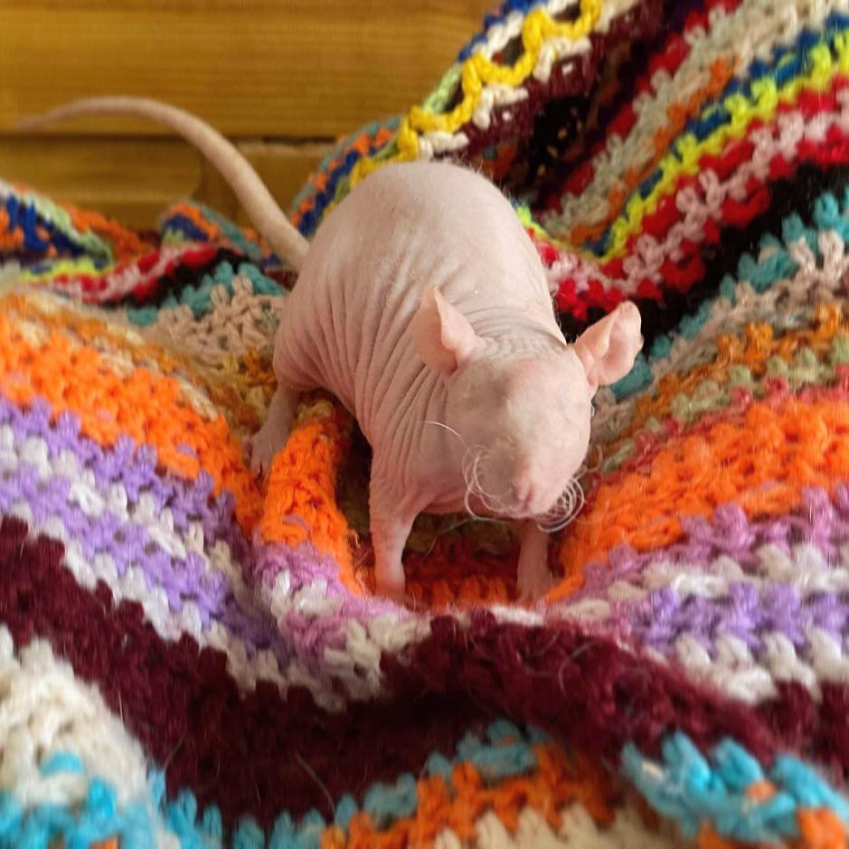 The journey of Audrey the blind, bald rat