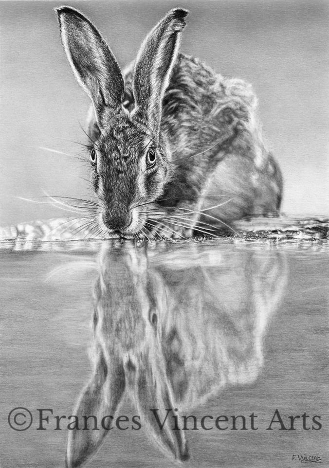famous hare drawing