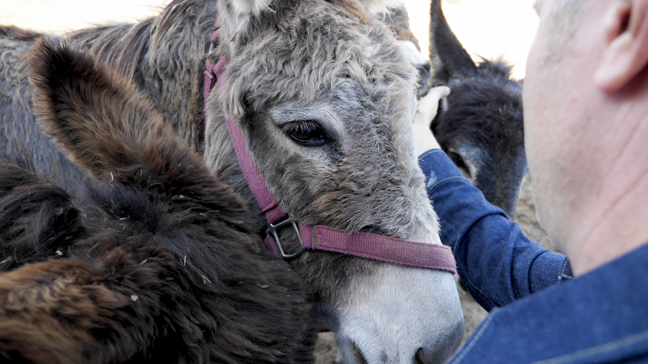 HOME | Oscar's Place Adoption Center | Adopt a donkey near me | California
