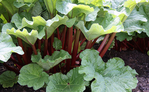 Cherry Crimson Rhubarb Crowns | BerryPlantPerfection