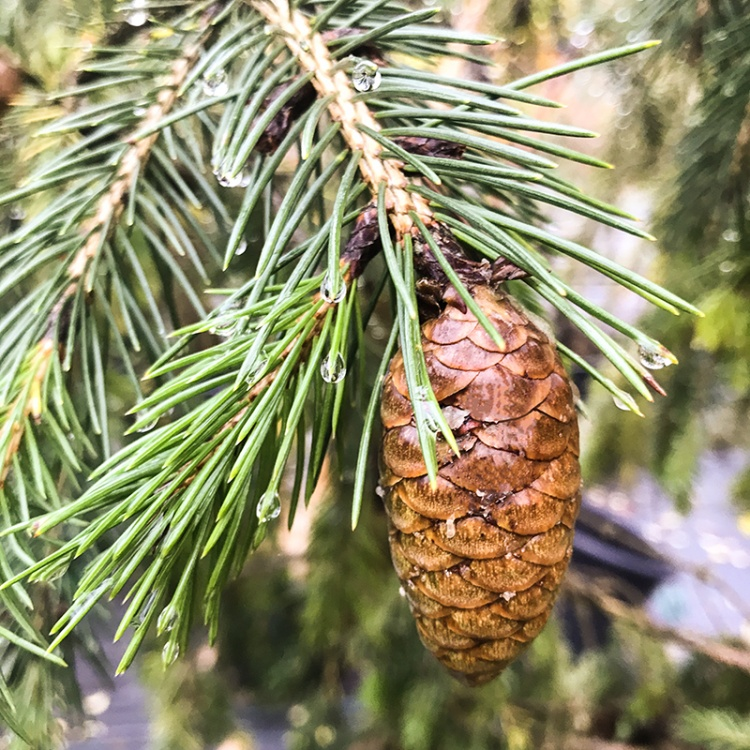 PICEA ABIES