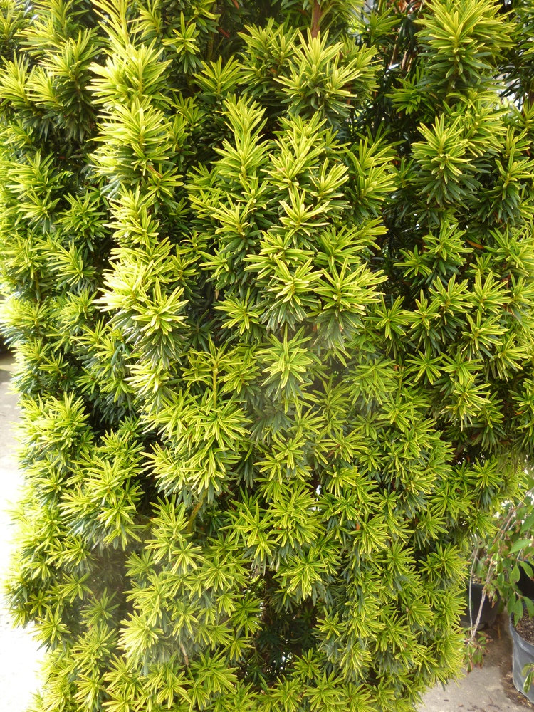 TAXUS BACCATA STANDISHII