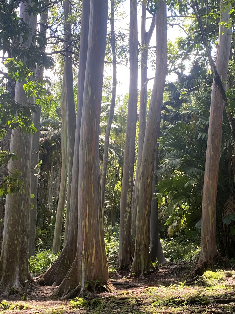 Driving The Road To Hana: Best Stops To Make