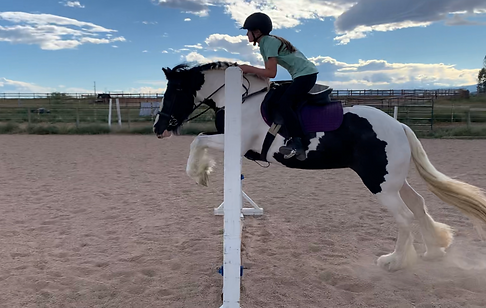 Leases & Sales | Apollo Equestrian LLC