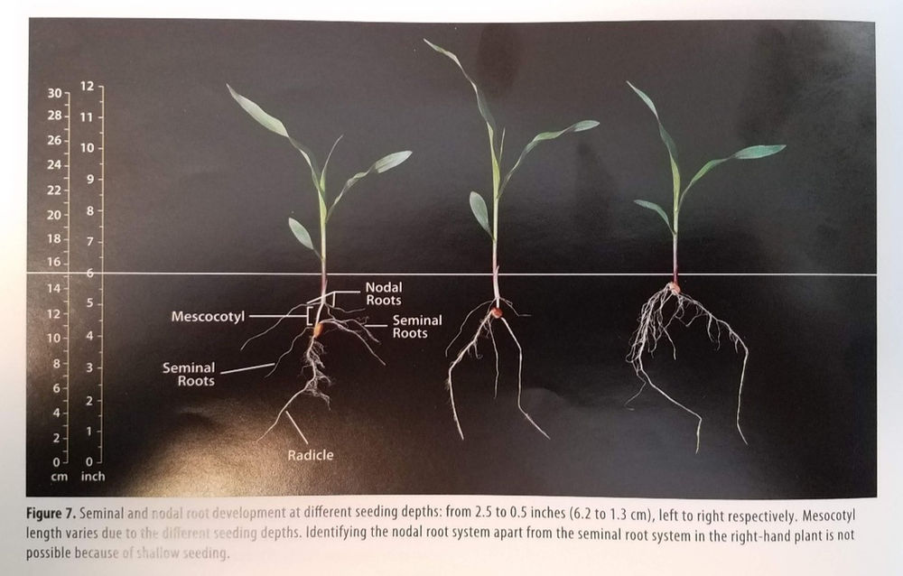 Planting Depth is More Important than you Think...