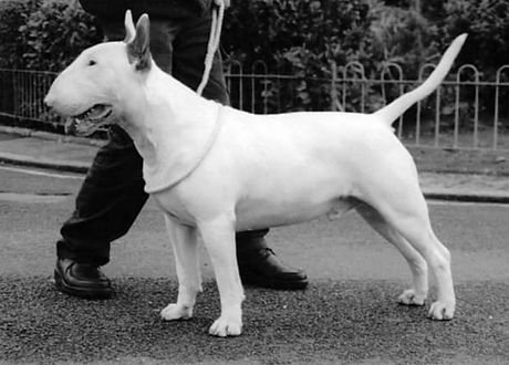 CHAMPIONS | ABGAR Bull Terriers